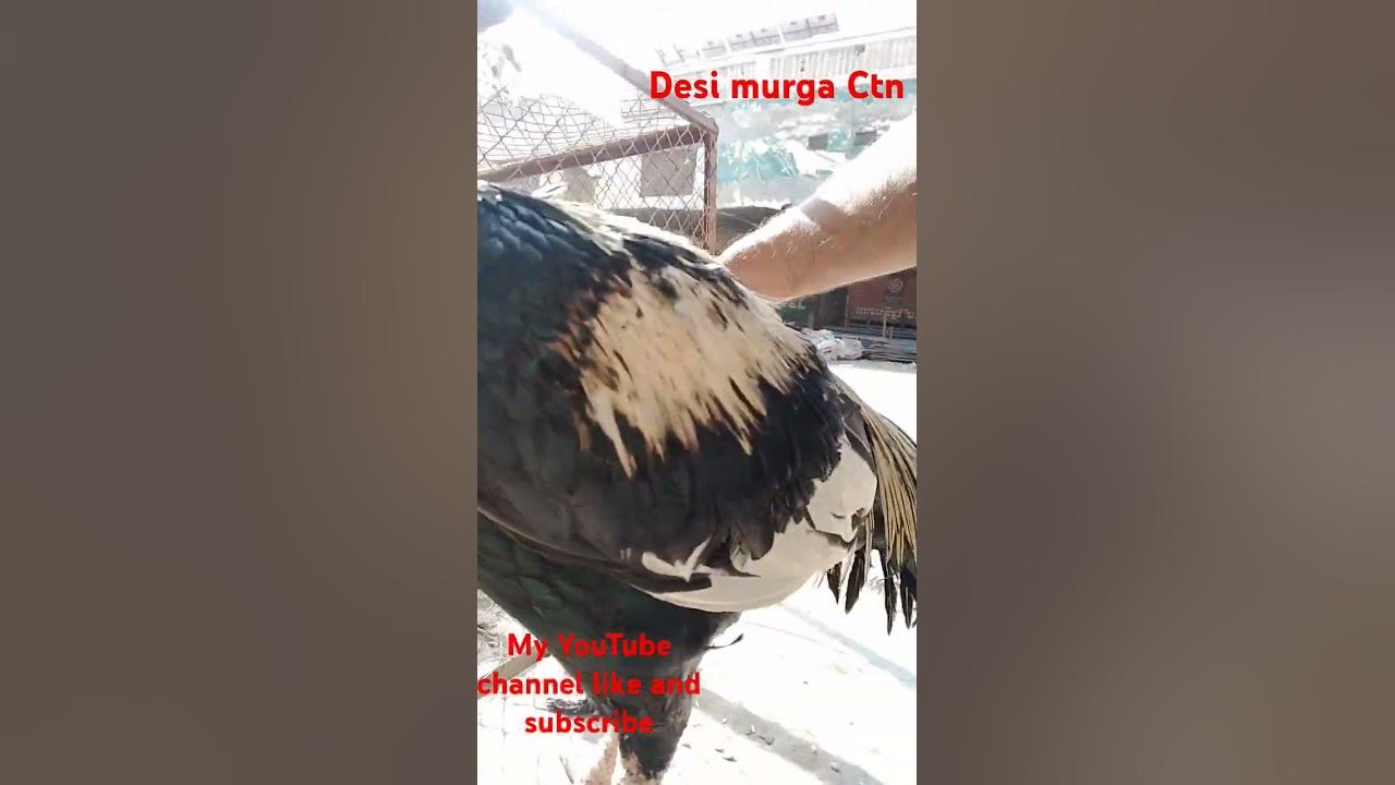 pure aseel brand Java murga desi murga ctn available 🐔🐓💯 - YouTube