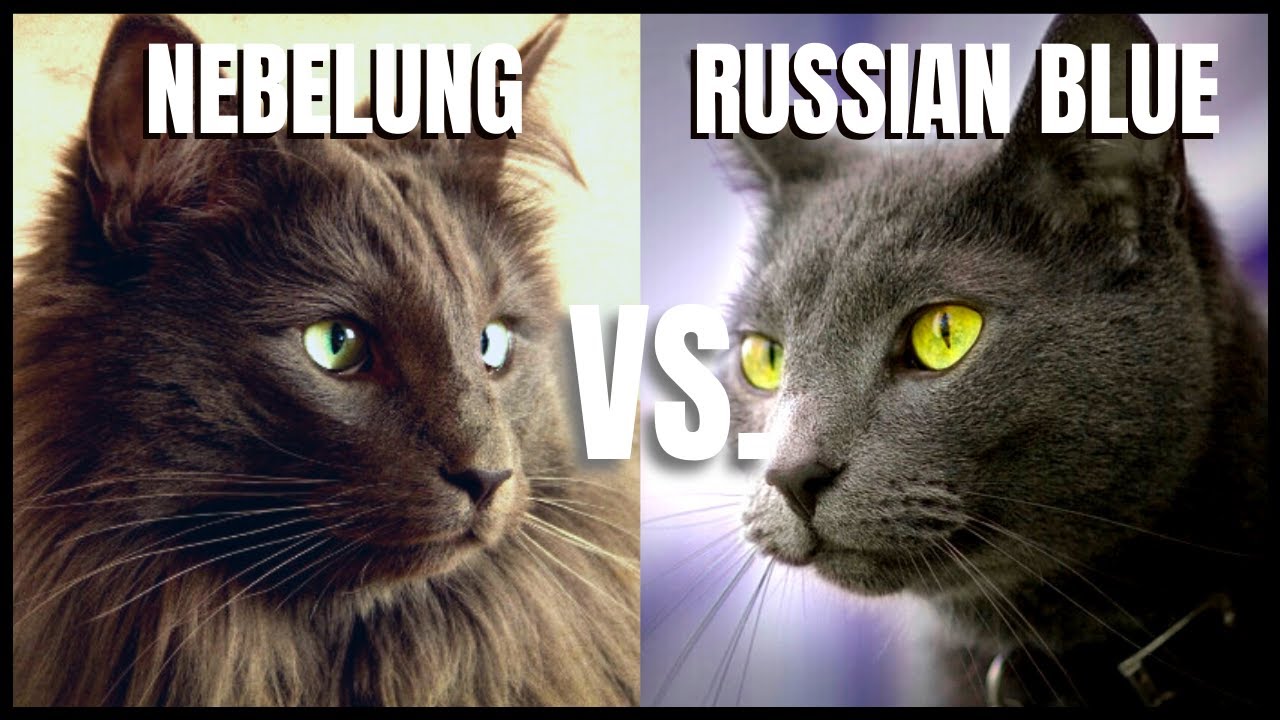 Nebelung Cat VS. Russian Blue Cat - YouTube