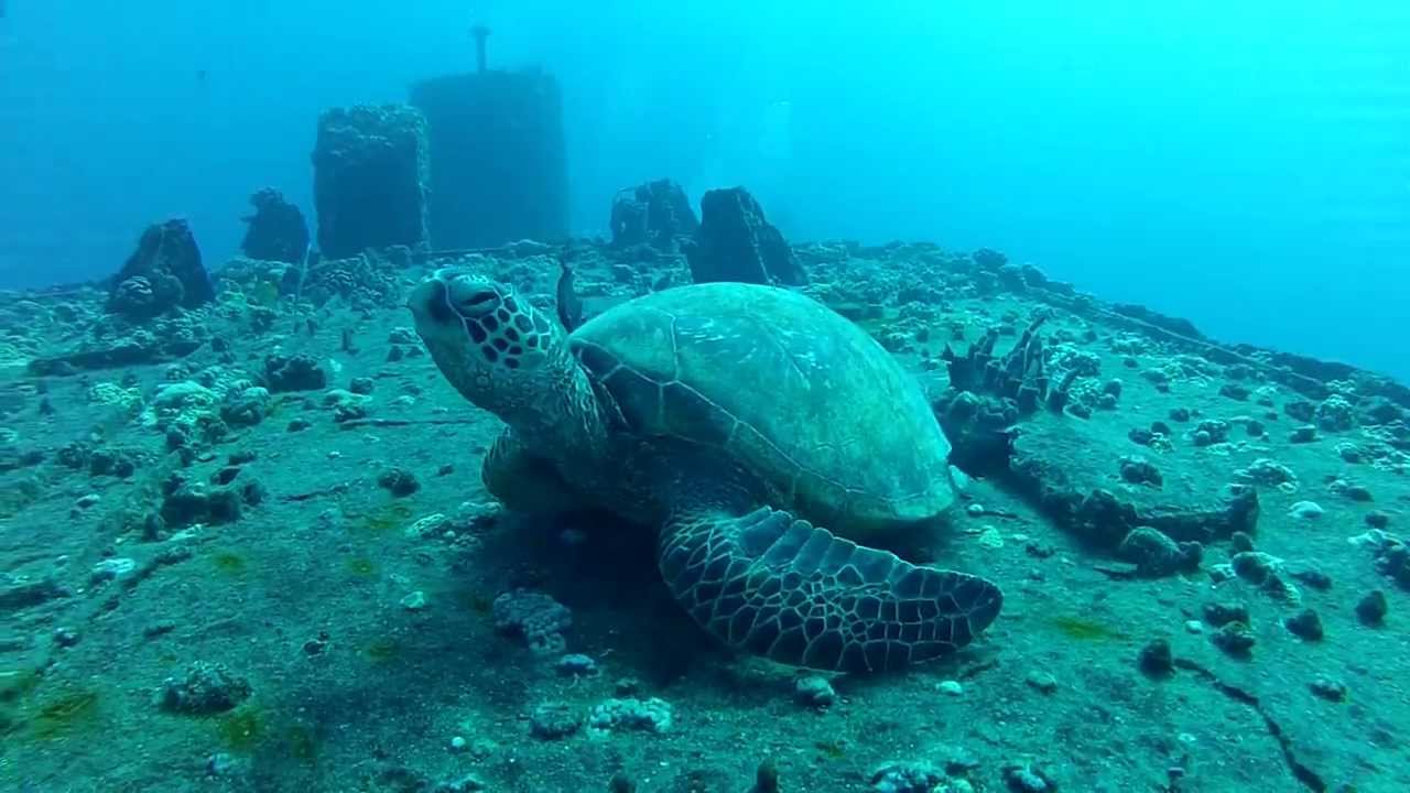 Diving the Sea Tiger... with a Playful Dolphin - YouTube