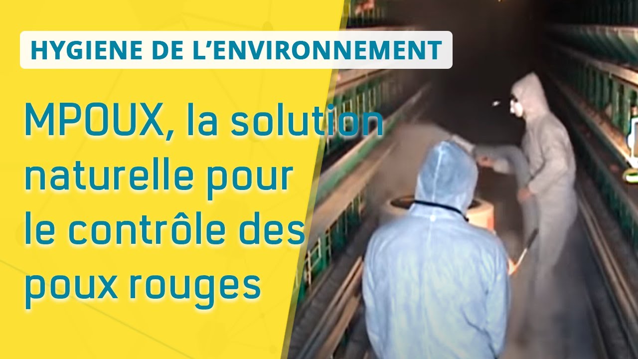 MPOUX, la solution naturelle pour le contrôle des poux rouges - YouTube