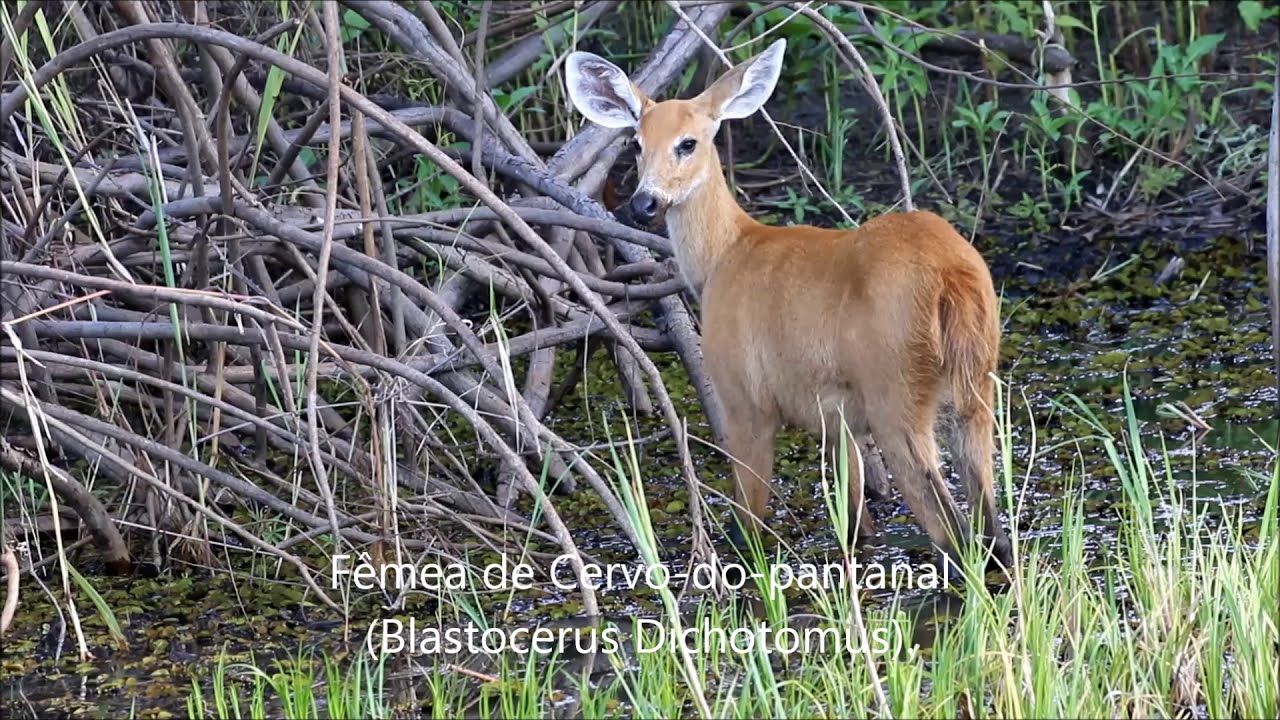 Fêmea de Cervo-do-pantanal. - YouTube