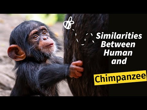Exploring the Fascinating Differences: Human vs Chimpanzee - YouTube