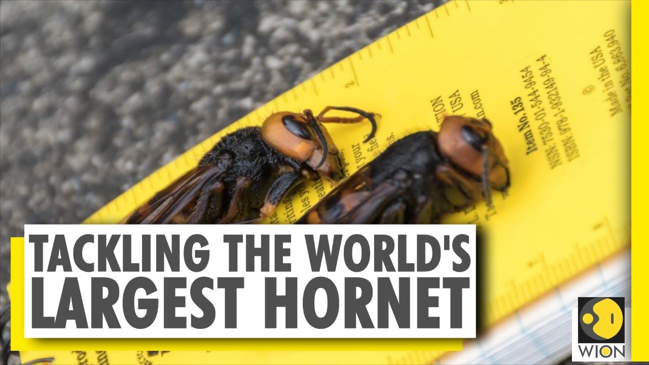 US fights the deadly 'murder hornets' along with the lethal COVID-19 ...