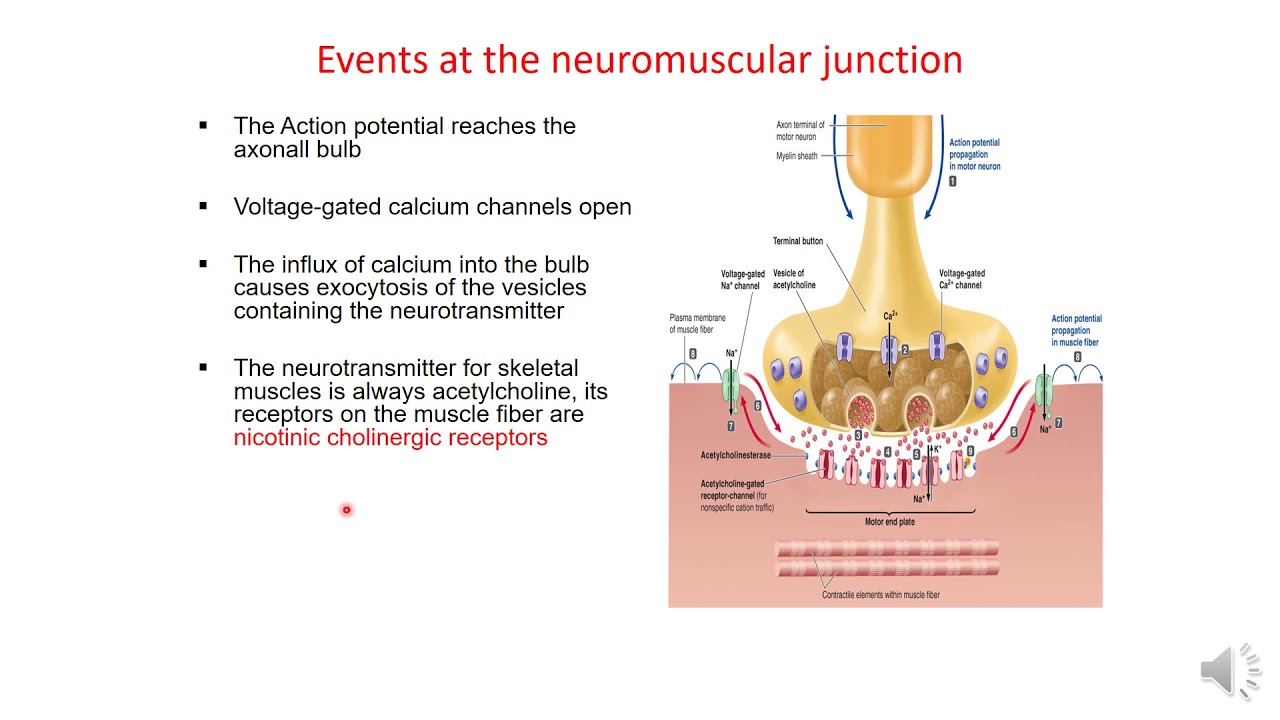 Contraction and relaxation of skeletal muscle fibers - YouTube