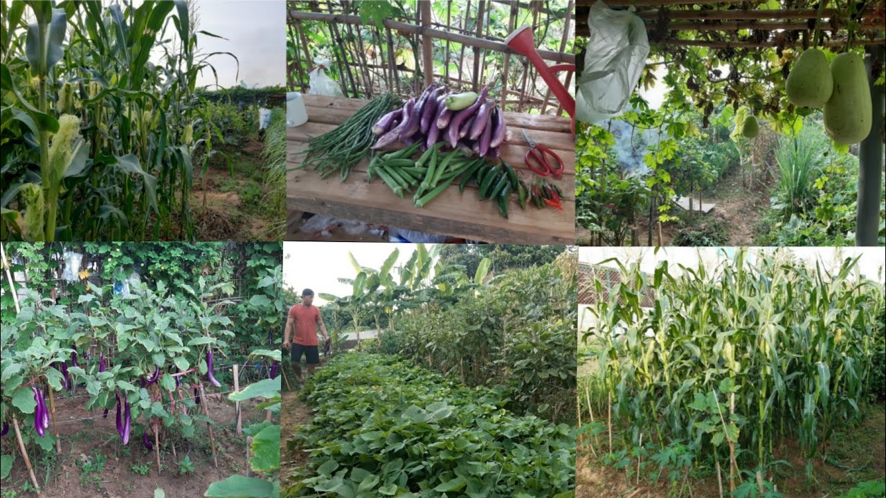 #UPDATE SA MGA TANIM NA MAIS AT HARVEST ULIT SA MGA TANIM NA GULAY ...