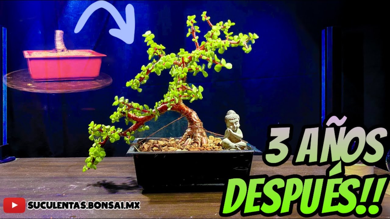 LA EVOLUCIÓN DE UN PROYECTO BONSAI 😍 ️🌳🍃 - YouTube