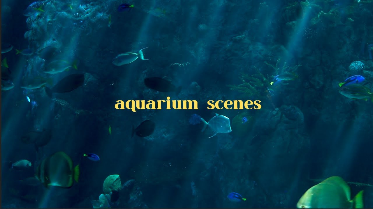 a tranquil aquarium video - YouTube
