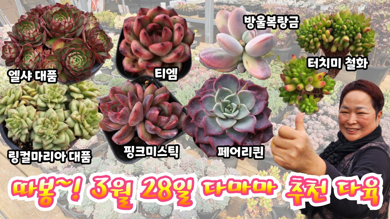 24328 최신다육 오늘 1만원 상당 다육이 선물드려요 다육이분갈이 용품 다육이 화분 전 제품 카드결제 가능