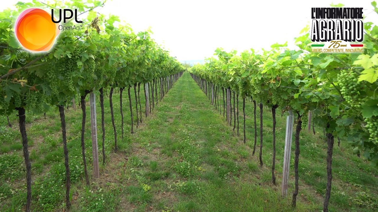 Vitis in Bio - L'esperienza di Speri Viticoltori - YouTube