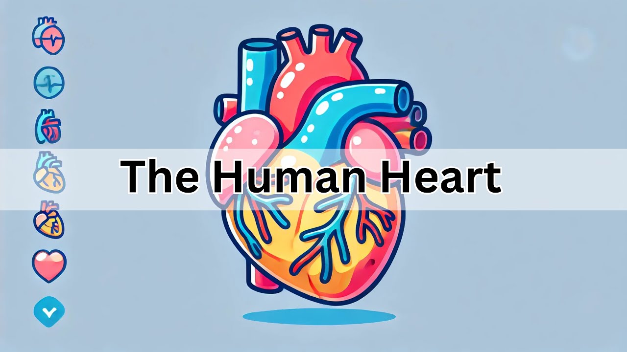 The Heart | The Human Heart | Science for Kids - YouTube