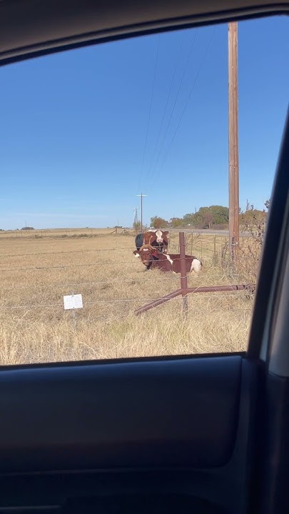 saying hello to the cows - YouTube