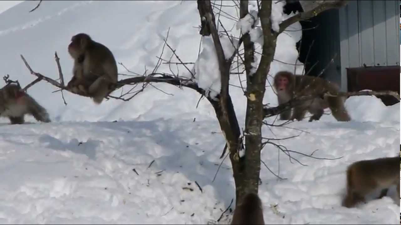 Japanese Snow Monkeys Fighting ニホンザル群れの喧嘩 - YouTube