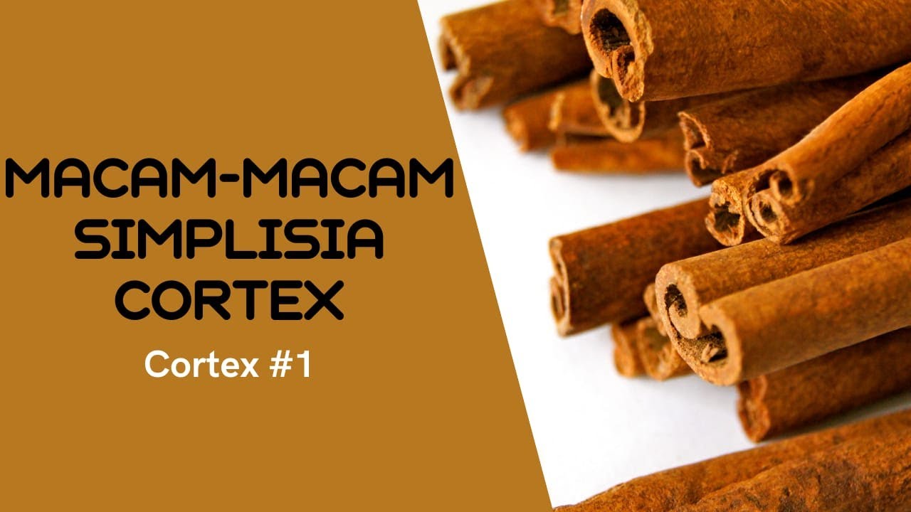Macam-macam simplisia cortex (Farmakognosi) - YouTube