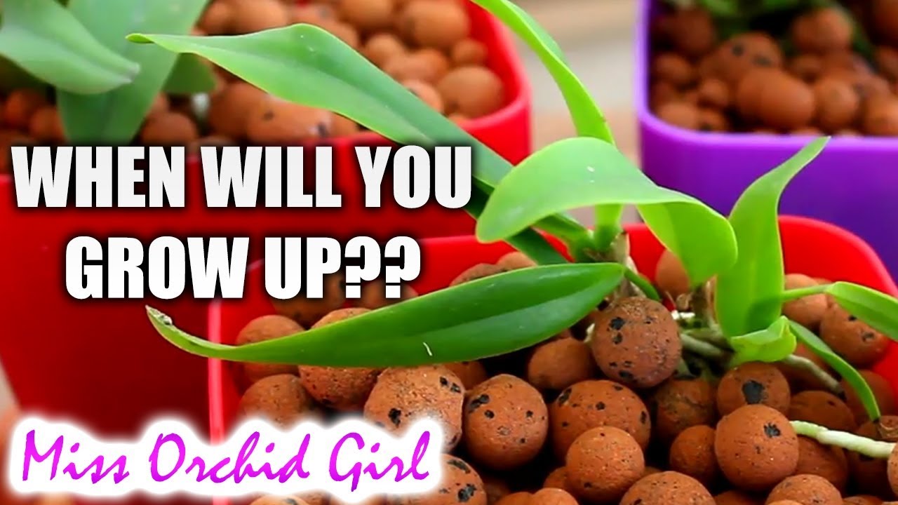 When Will Young Orchids Bloom What Do Nursery Age Groups Mean YouTube when-will-young-orchids-bloom-what-do-nursery-age-groups-mean-youtube