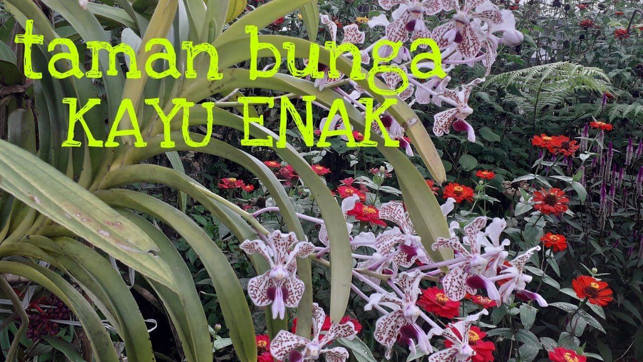 Taman bunga KAYU ENAK senduro lumajang - YouTube