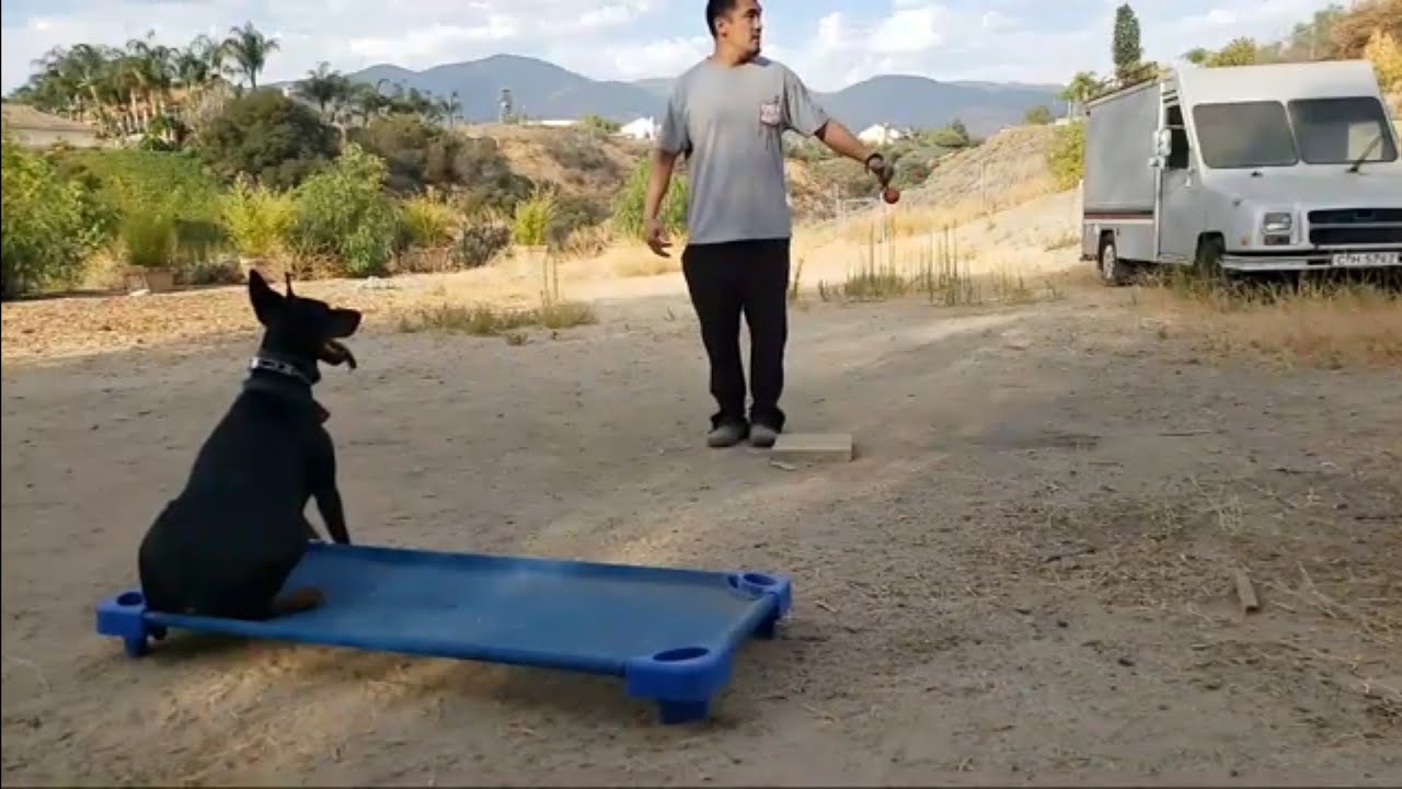 LIVE: Doberman Guard Dog in training. Morning Vibez with music and ...