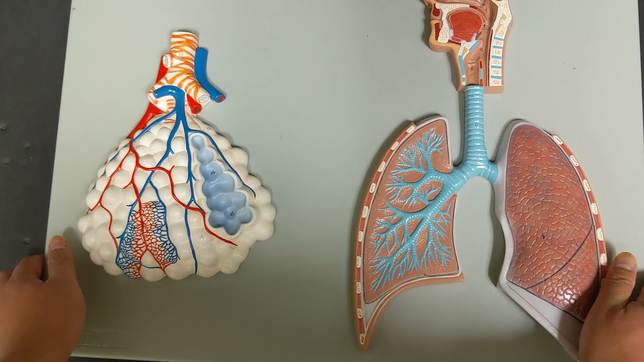 Respiratory System- Respiratory Pathway - YouTube