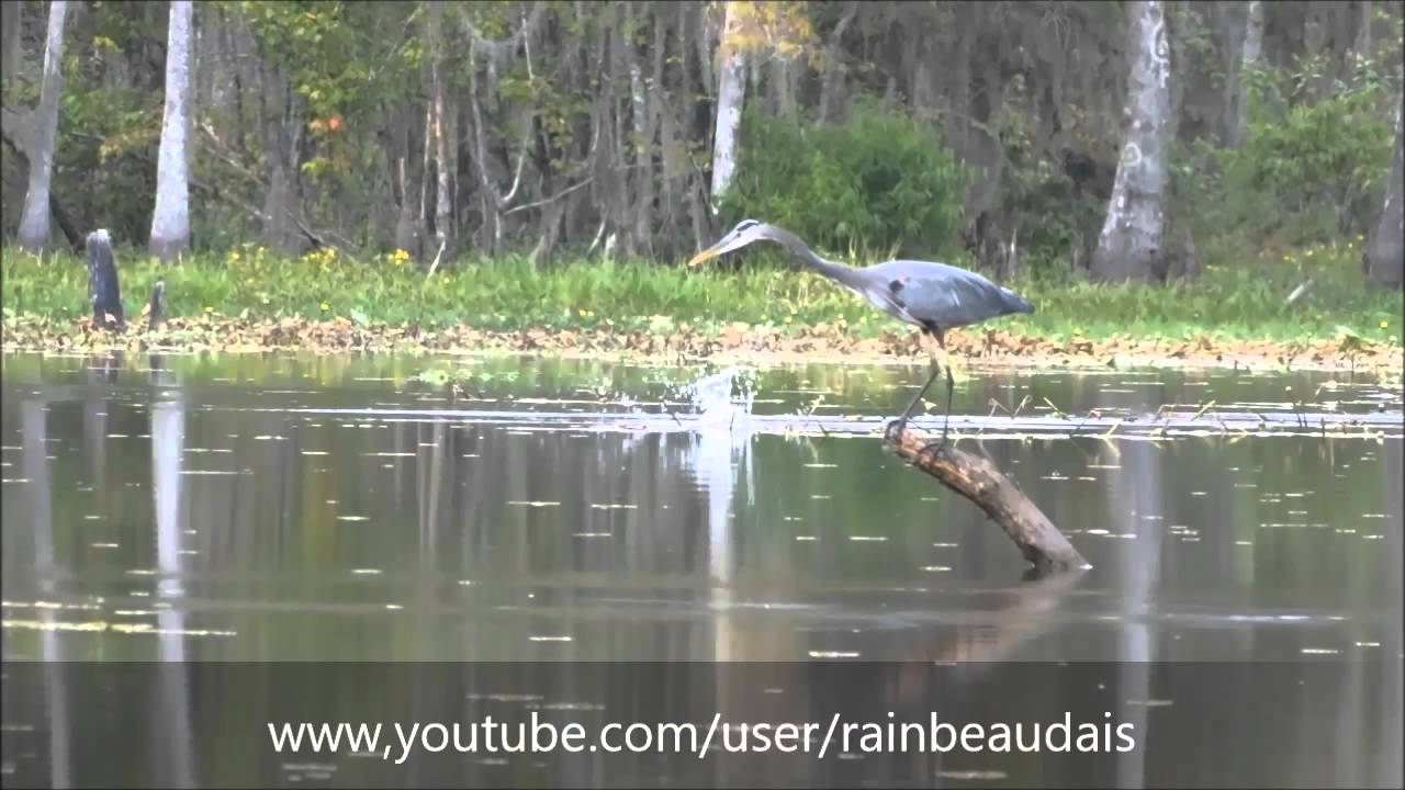 Jumping Mullet Videobomb - YouTube