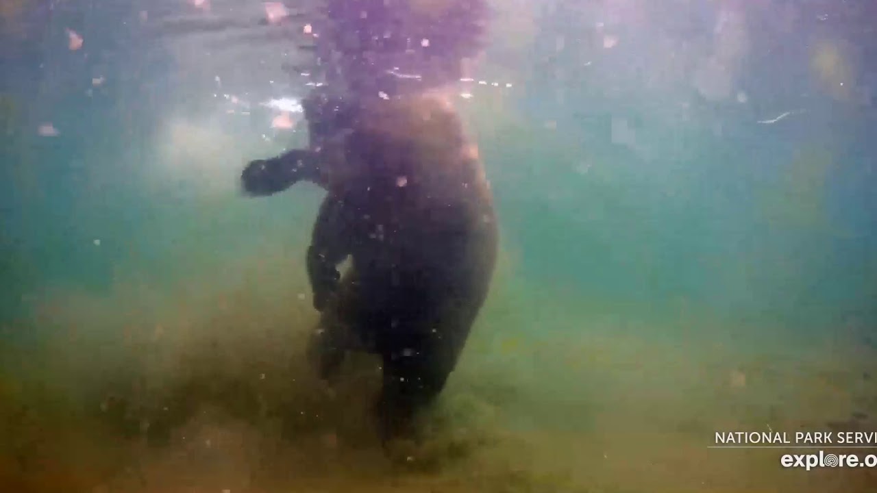 Practicing Footsteps 4 Dancing With The Stars 2020 2019 08 27 14 41 33 ...