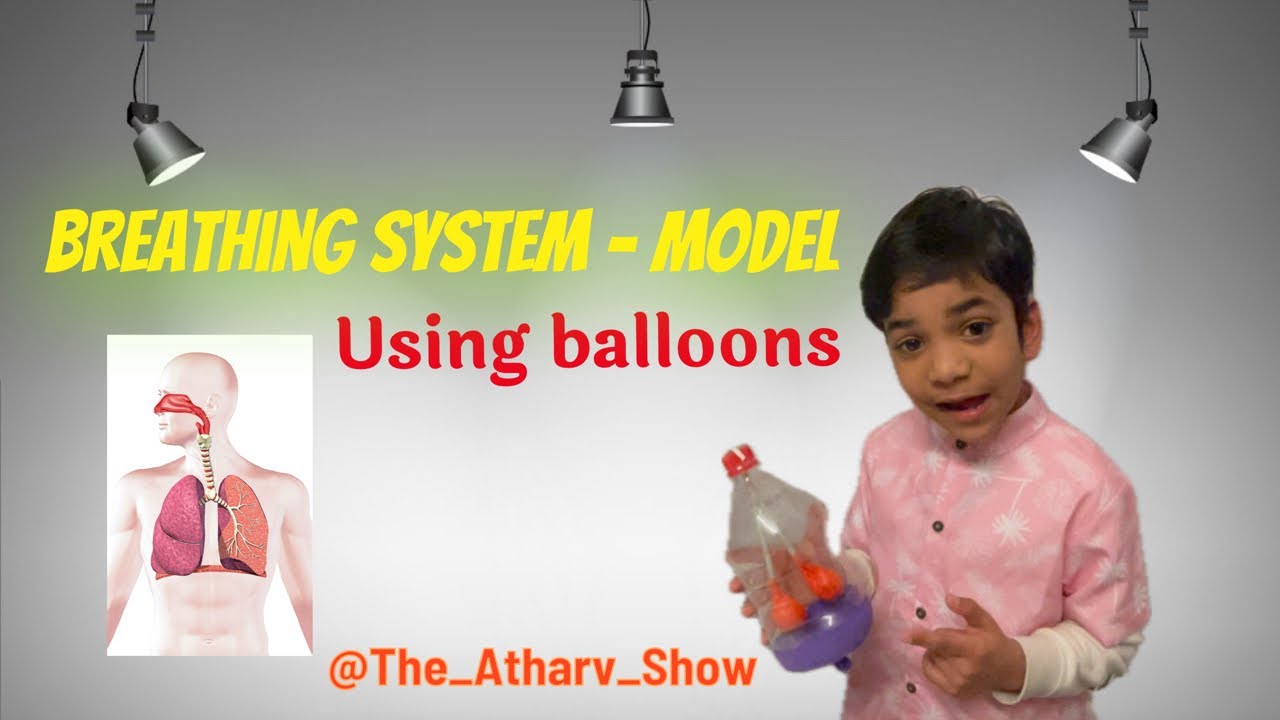 Working Model of Respiratory System with balloons | DIY model lungs | # ...