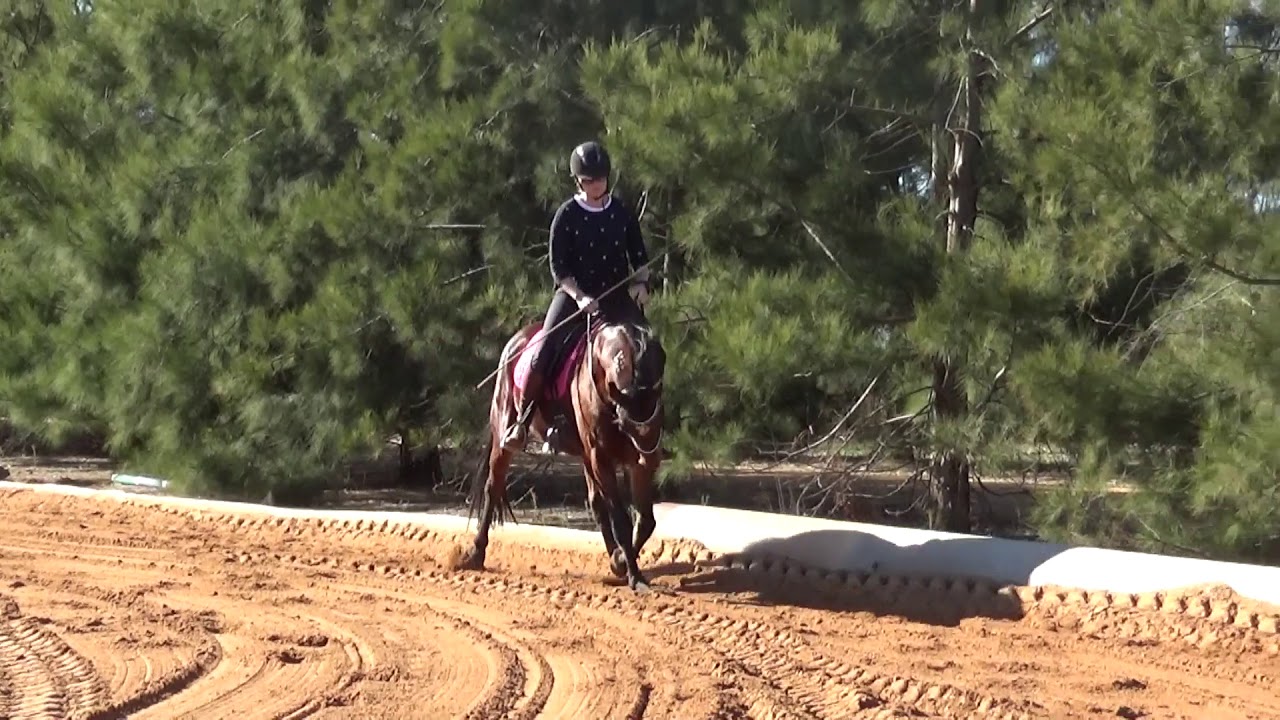 Retraining the Standardbred - Indi's first canter - YouTube