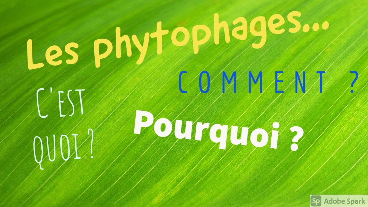 LES PHYTOPHAGES - YouTube