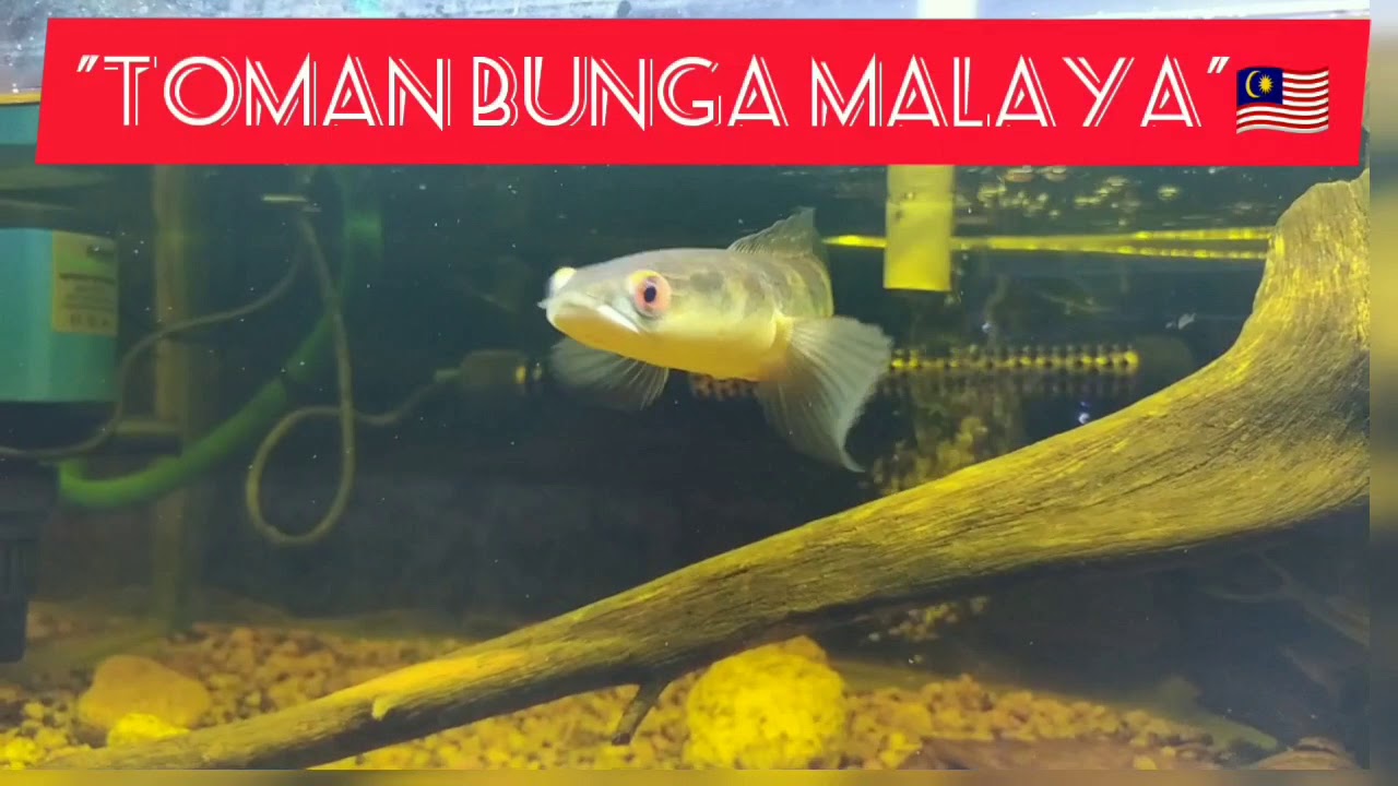 Toman Bunga Malaya 🇲🇾 - YouTube
