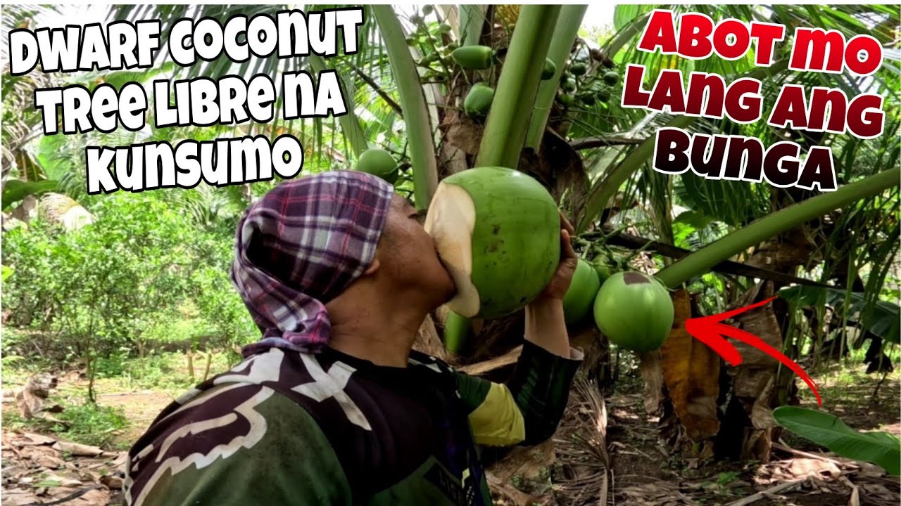 DWARF COCONUT TREE MAABOT LANG ANG BUNGA.MAGANDA PANG NEGOSYO BUKO ...