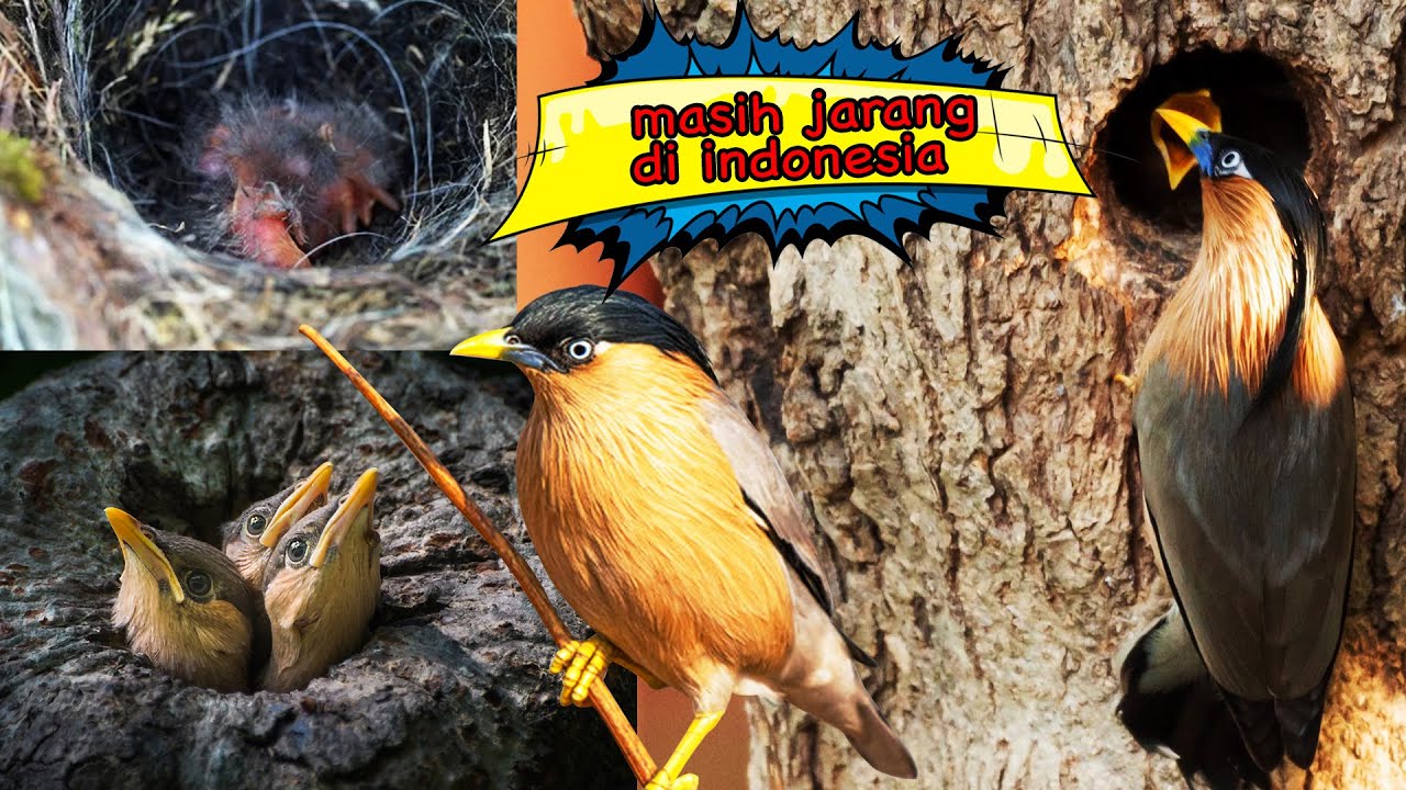 JALAK BRAHMANA SI BURUNG JALAK EKSOTIK DARI INDIA KINI KITA TANGKARKAN ...