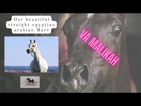 💕☆ Malikah – a Dream in grey ☆💕 #arabianhorse #arabianhorses #arabianbeauty #greyarabian #greymare