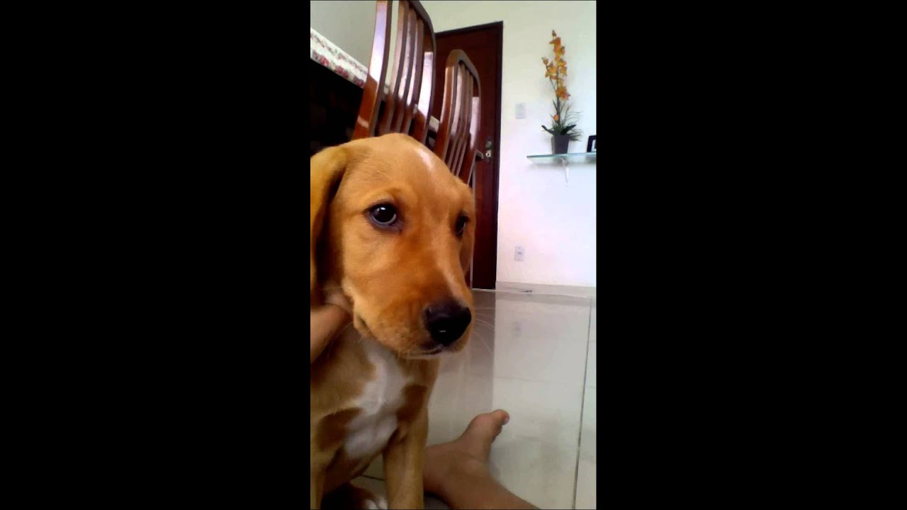 Labrado - YouTube