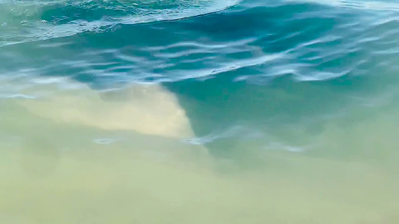 Massive Bull Stingray at Maianbar - YouTube