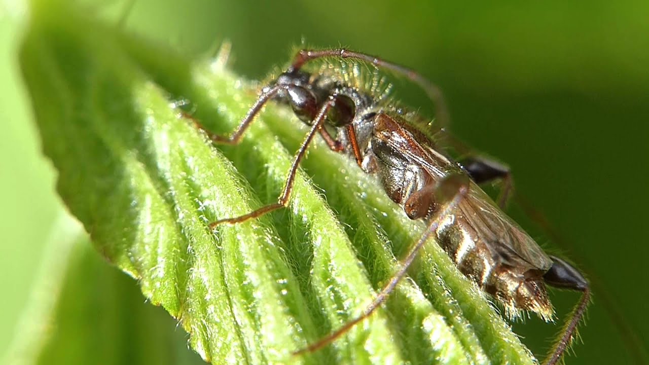 Dunkelschenkliger Kurzdeckenbock (Molorchus minor) - YouTube