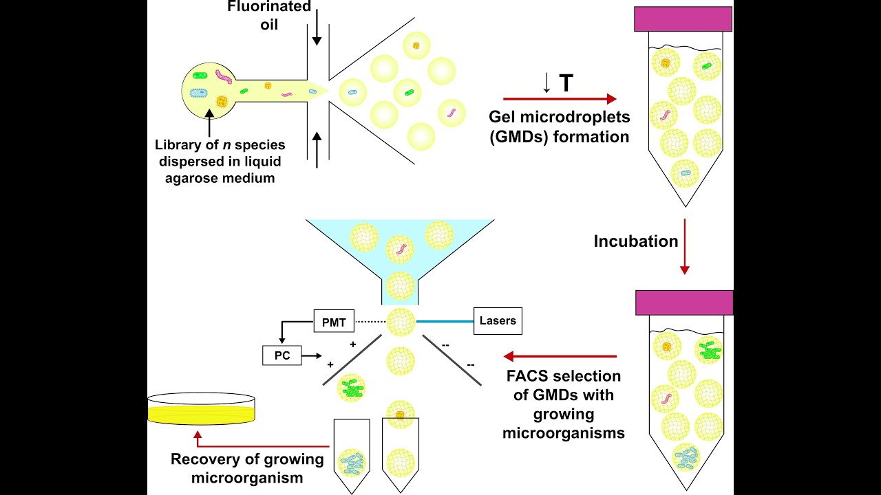 Flash Talk Presentation - YouTube