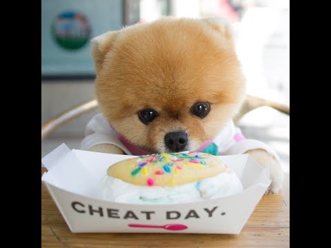 Videos de Risa - Animales - Perros y Gatos Chistosos | Laughter Videos - Funny Dogs and Cats