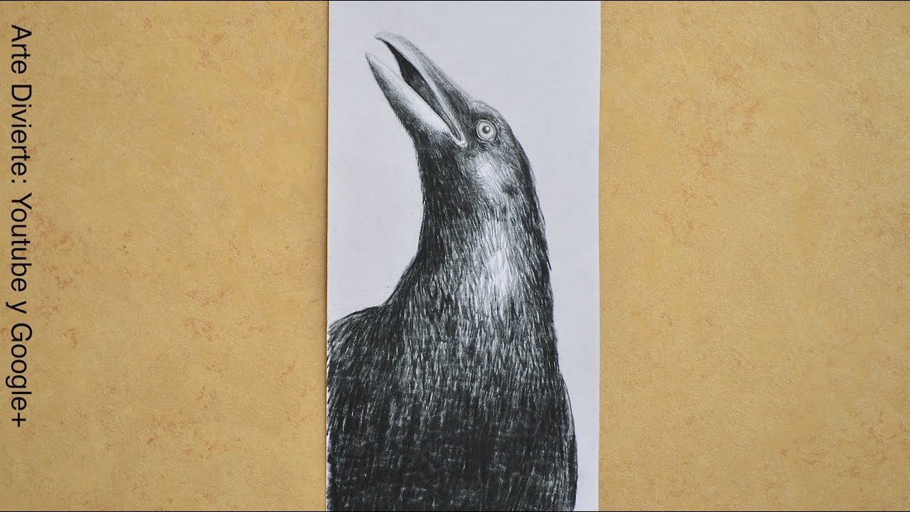Esquema De Dibujo De Cuervo