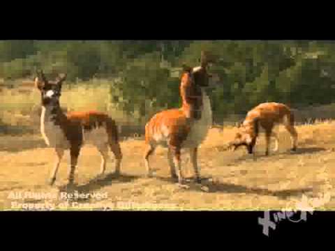 Xing Xing Visual Effects for Mega-Beasts