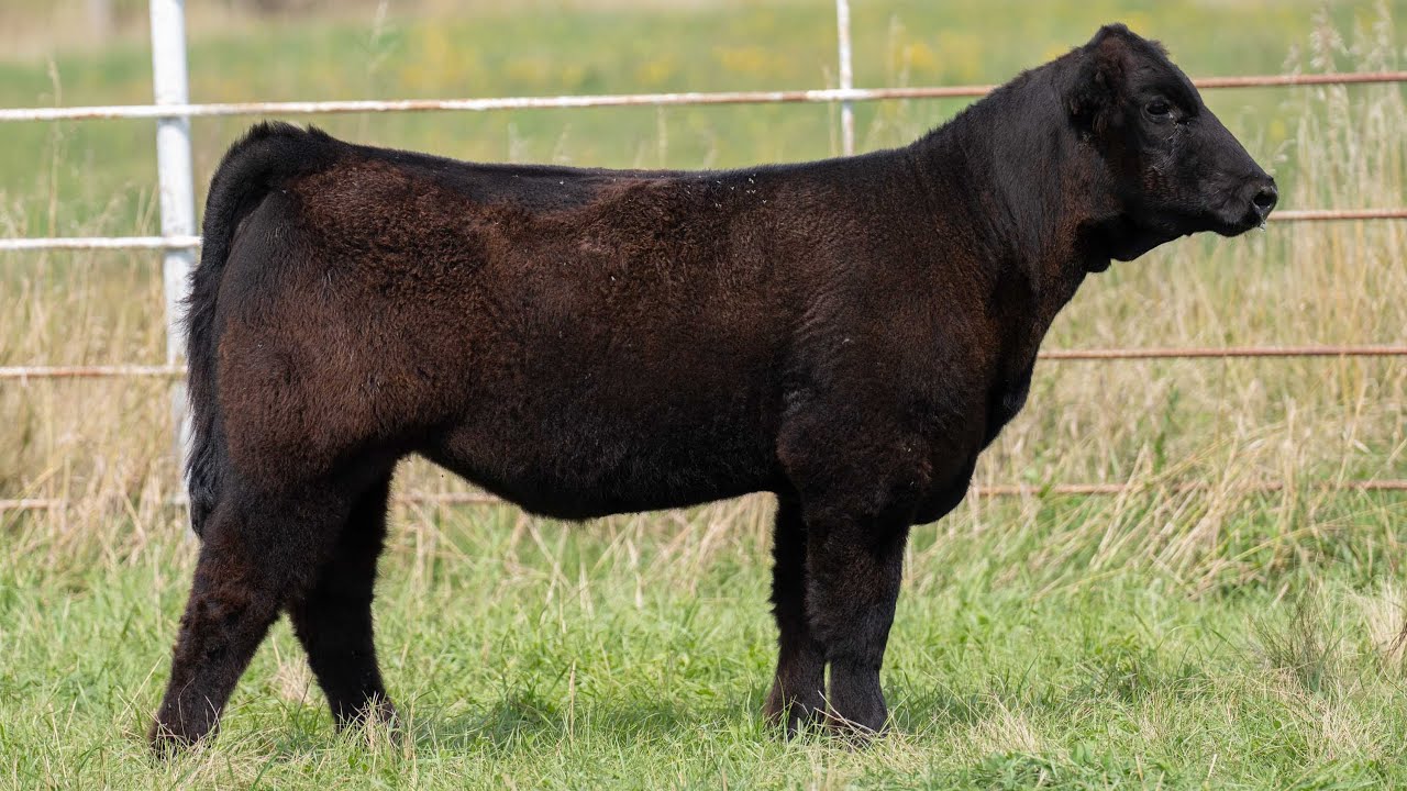FORMAN SHOW STEERS 39 - YouTube