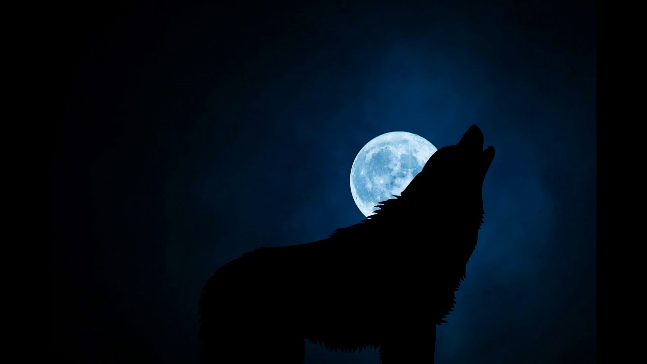 Wolves Howling Sounds - YouTube