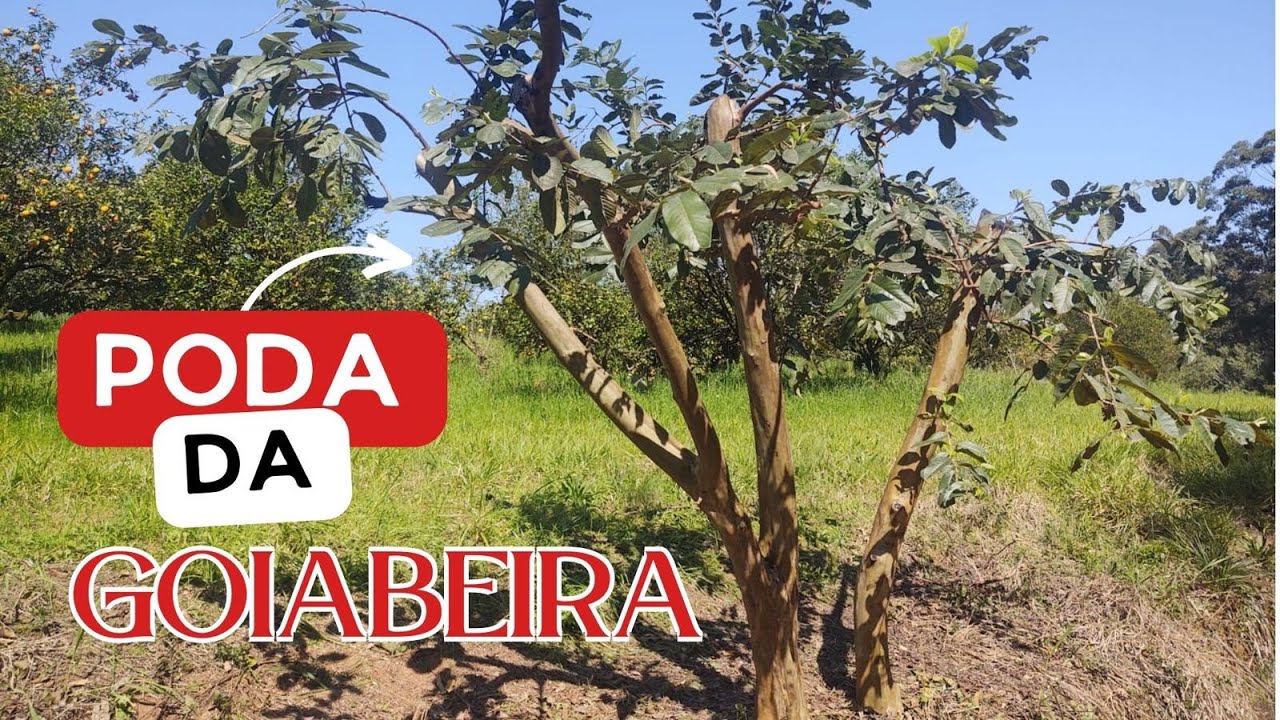 As 3 Podas da GOIABEIRA. - YouTube