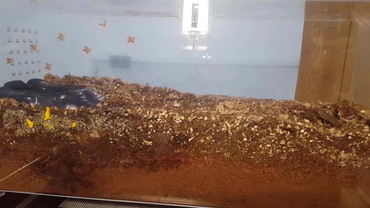 Mold in my Tarantulas tank.... it can happen! - YouTube