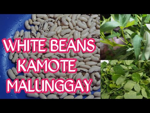 HOW TO COOK WHITE BEANS WITH KAMOTE / MALUNGGAY LEAVES , WHITE BEANS ...