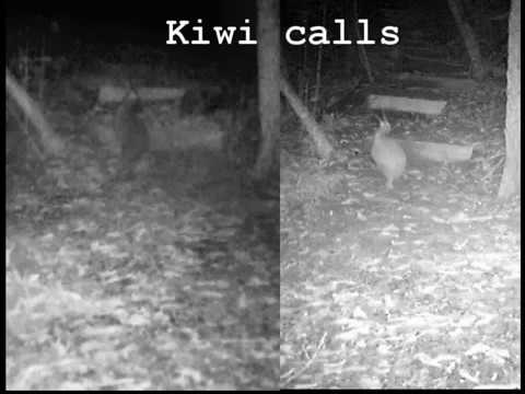 Kiwi birds. Male and female calls at Russell New Zealand - YouTube
