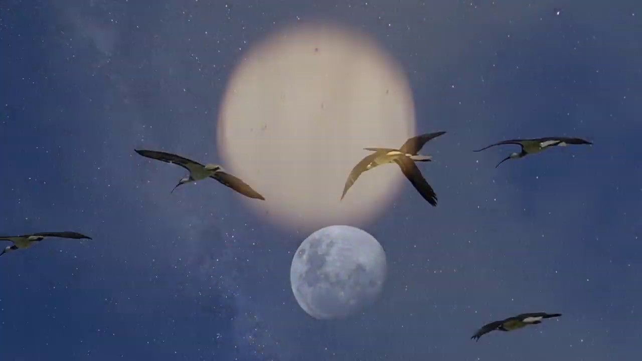 Window On The Wild - YouTube