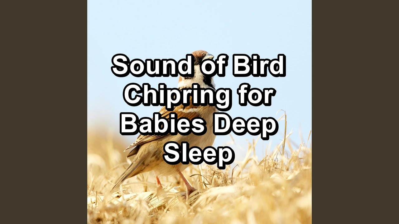 Calm Bird Sounds Natural Sounds For Babies - YouTube