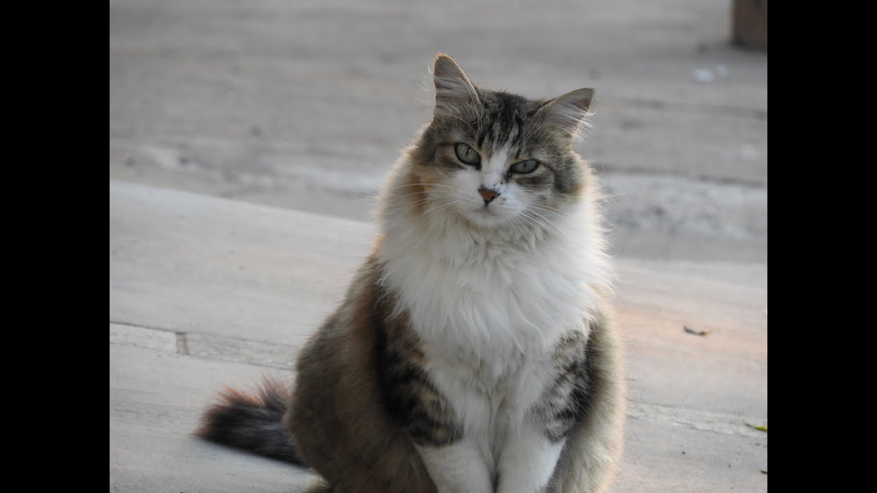 Gato slow motion - YouTube