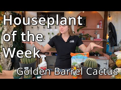 Golden Barrel Cactus - Houseplant of the Week