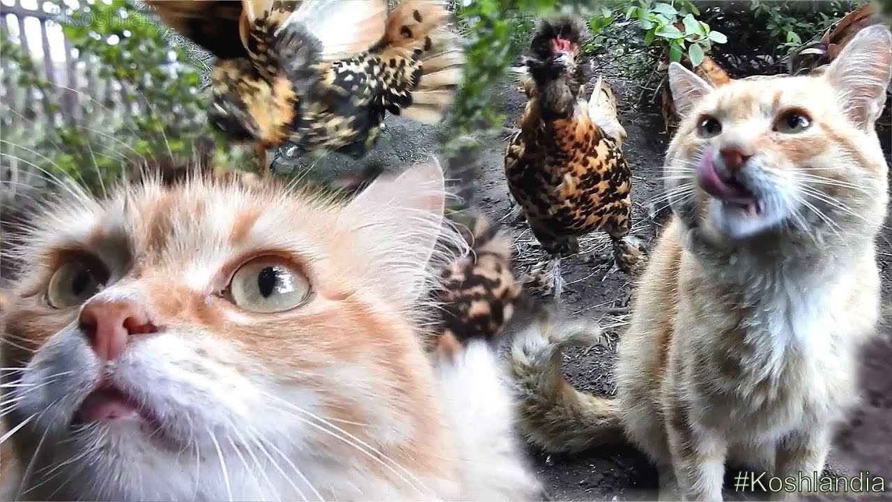 #Chicken_vs_Cat Солнышко, Рыжик и Павловские куры Соревнование по ...