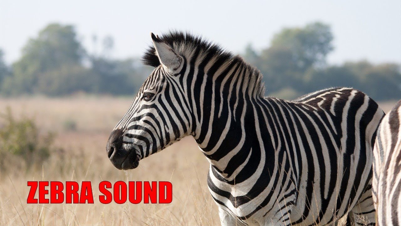 Zebra - Sound Effect - YouTube