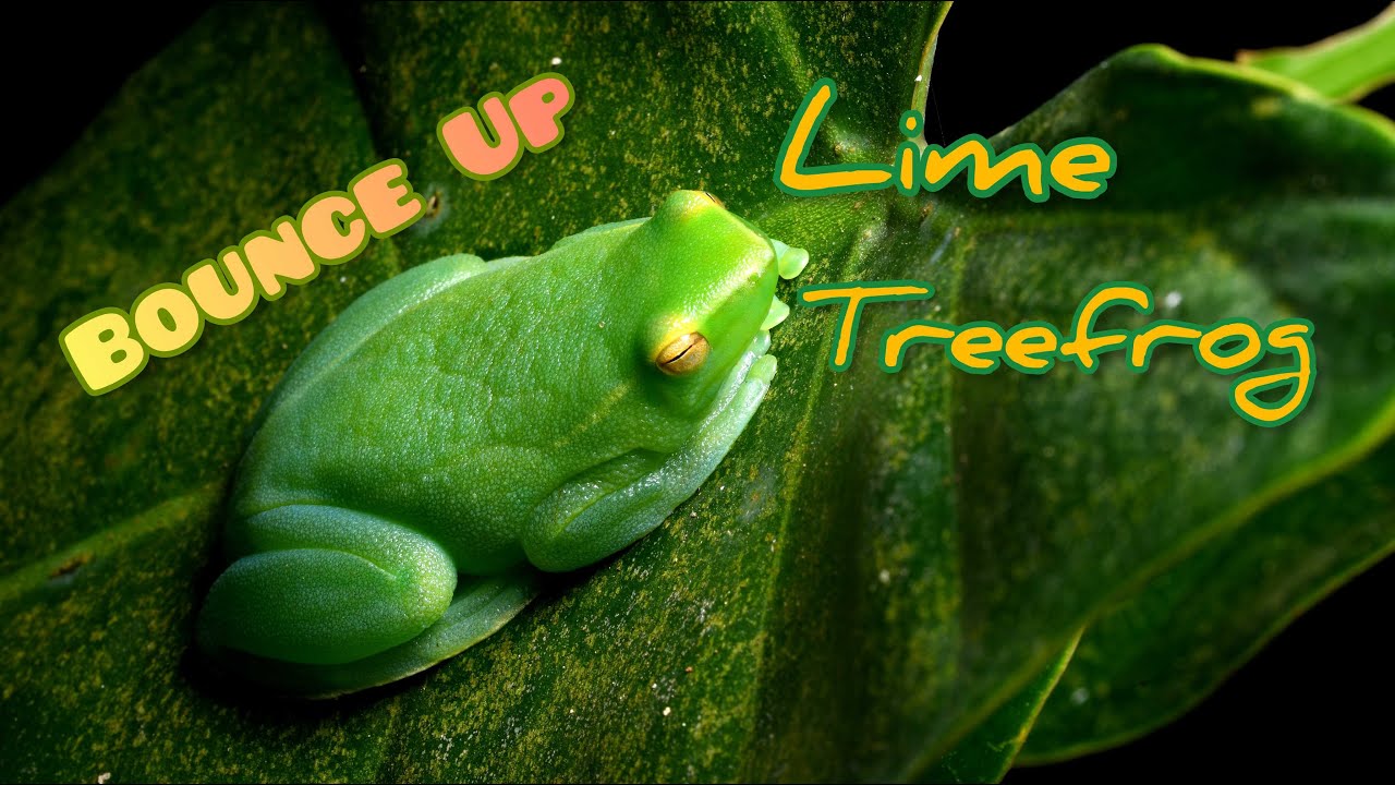 Bounce Up: Lime Treefrog (Sphaenorhynchus lacteus) #frogs # ...